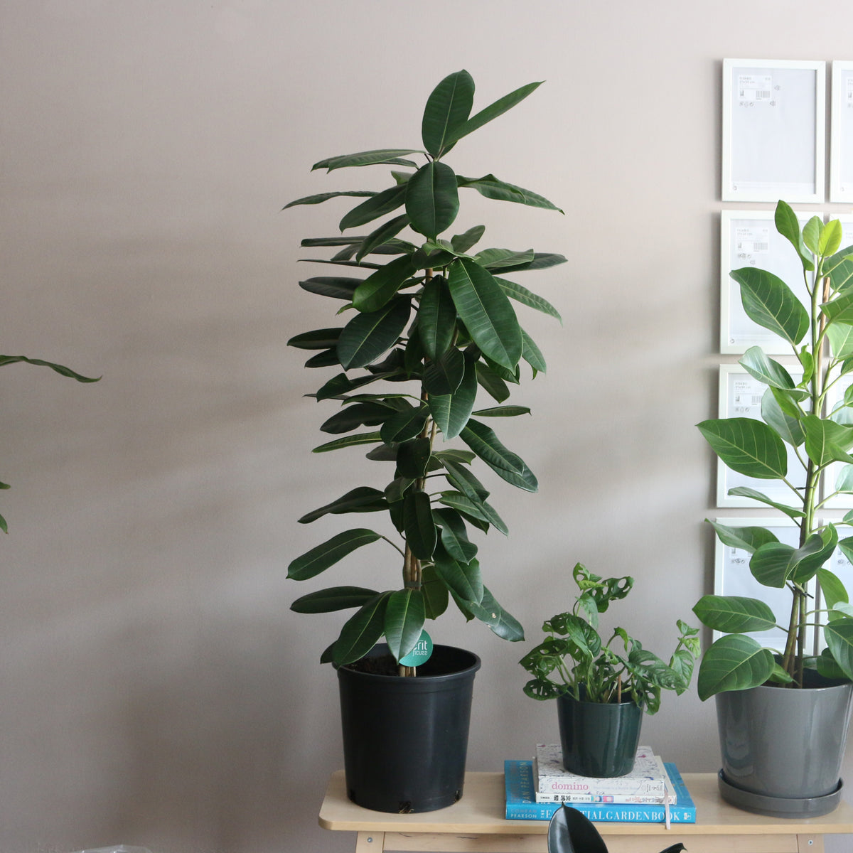 Ficus Americana – Sky and Greens